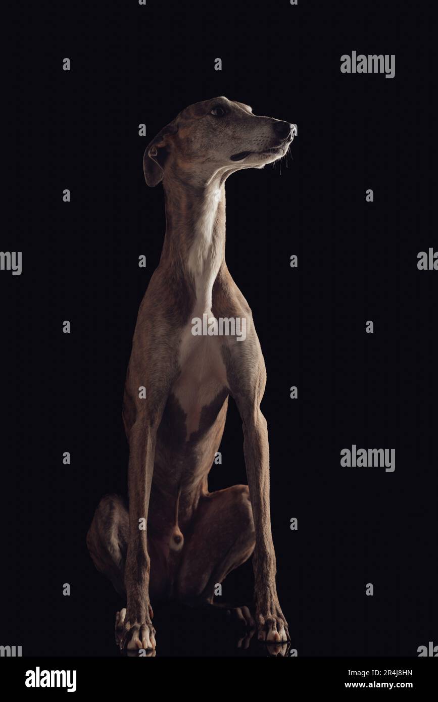 English greyhound dog hi-res stock photography and images - Alamy