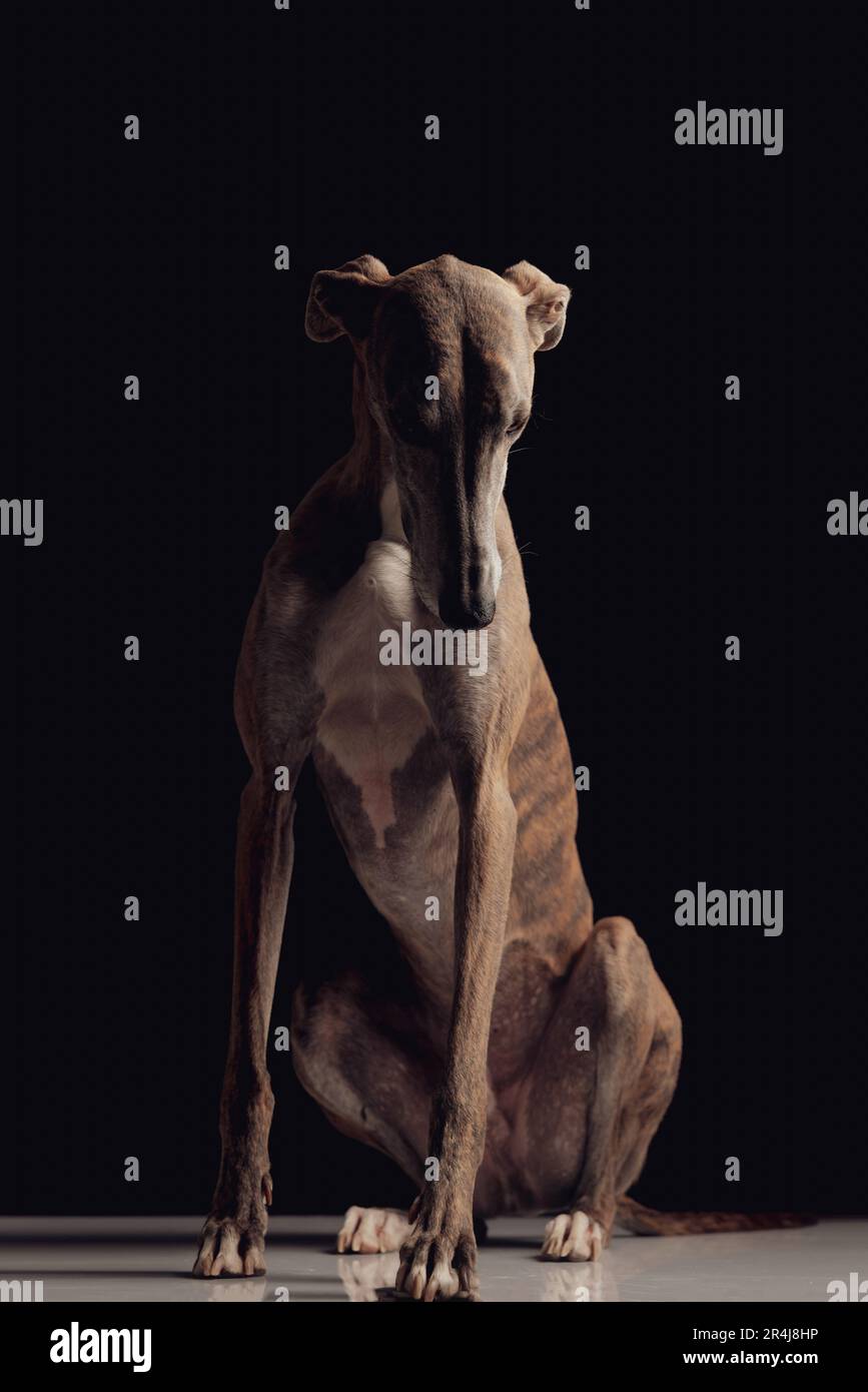 adorable greyhound dog with skinny legs sitting and looking down in ...