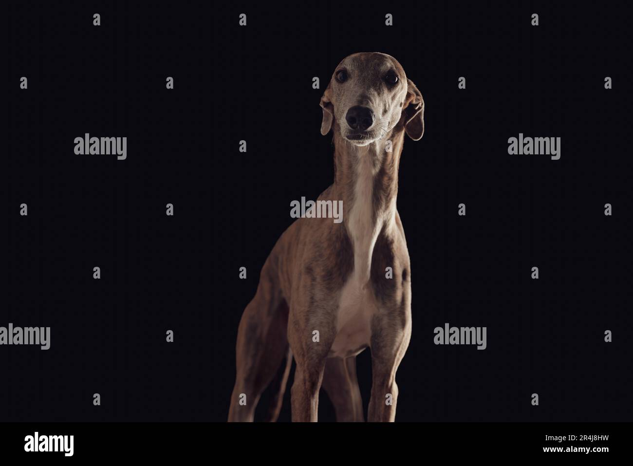 beautiful english greyhound dog with thin legs standing and looking ...