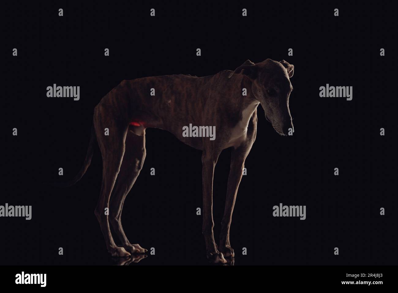 side view of adorable hunting dog with thin legs looking down side and ...