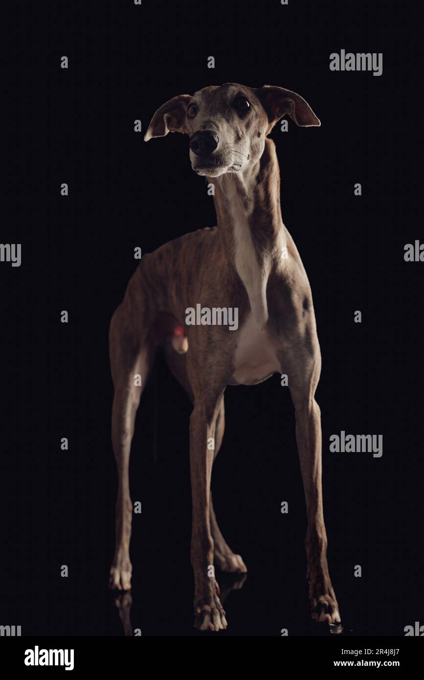 curious english greyhound dog looking up and being eager while standing ...