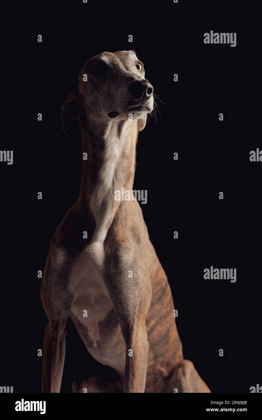 cute english hound dog with thin legs sitting and looking away in front ...