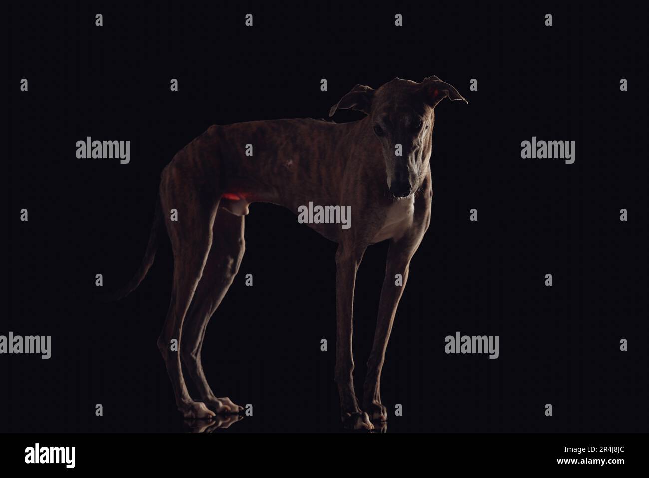 side view of english hound dog with skinny legs for running looking ...