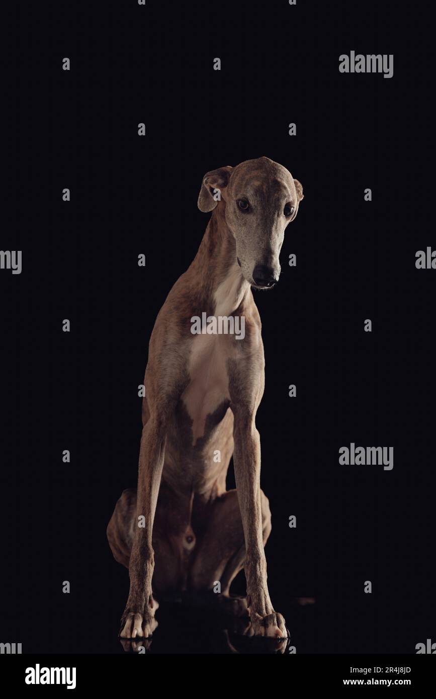 humble english greyhound dog with thin legs sitting and looking down in ...
