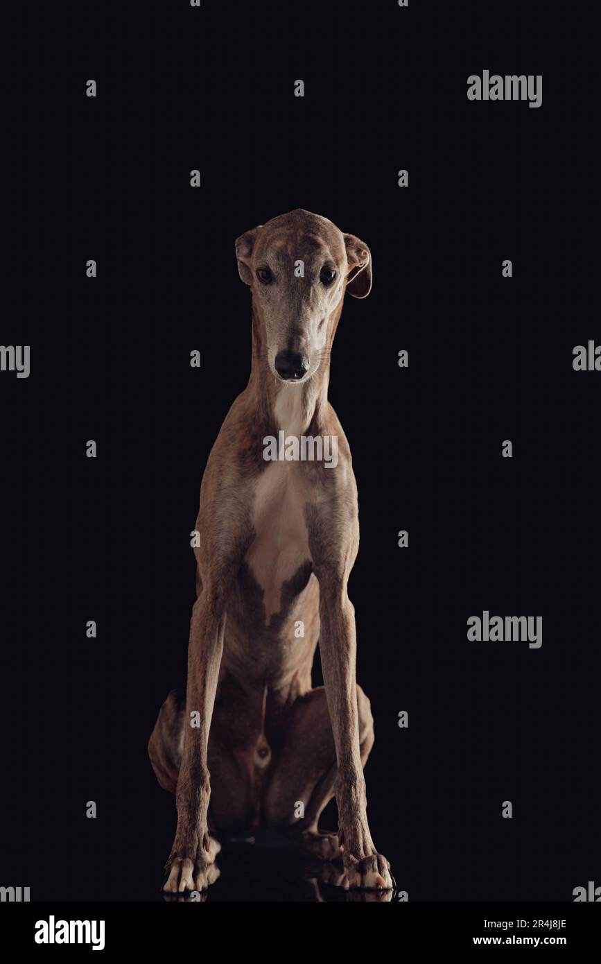 cute english hound dog with skinny legs looking down and sitting in ...