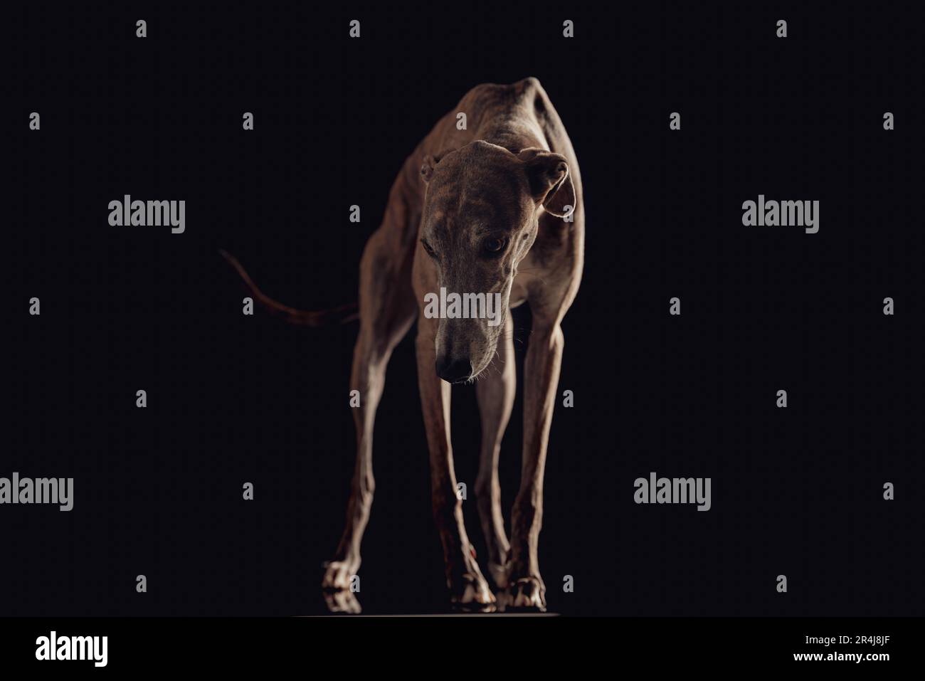 adorable greyhound hunting dog with skinny legs looking down and ...