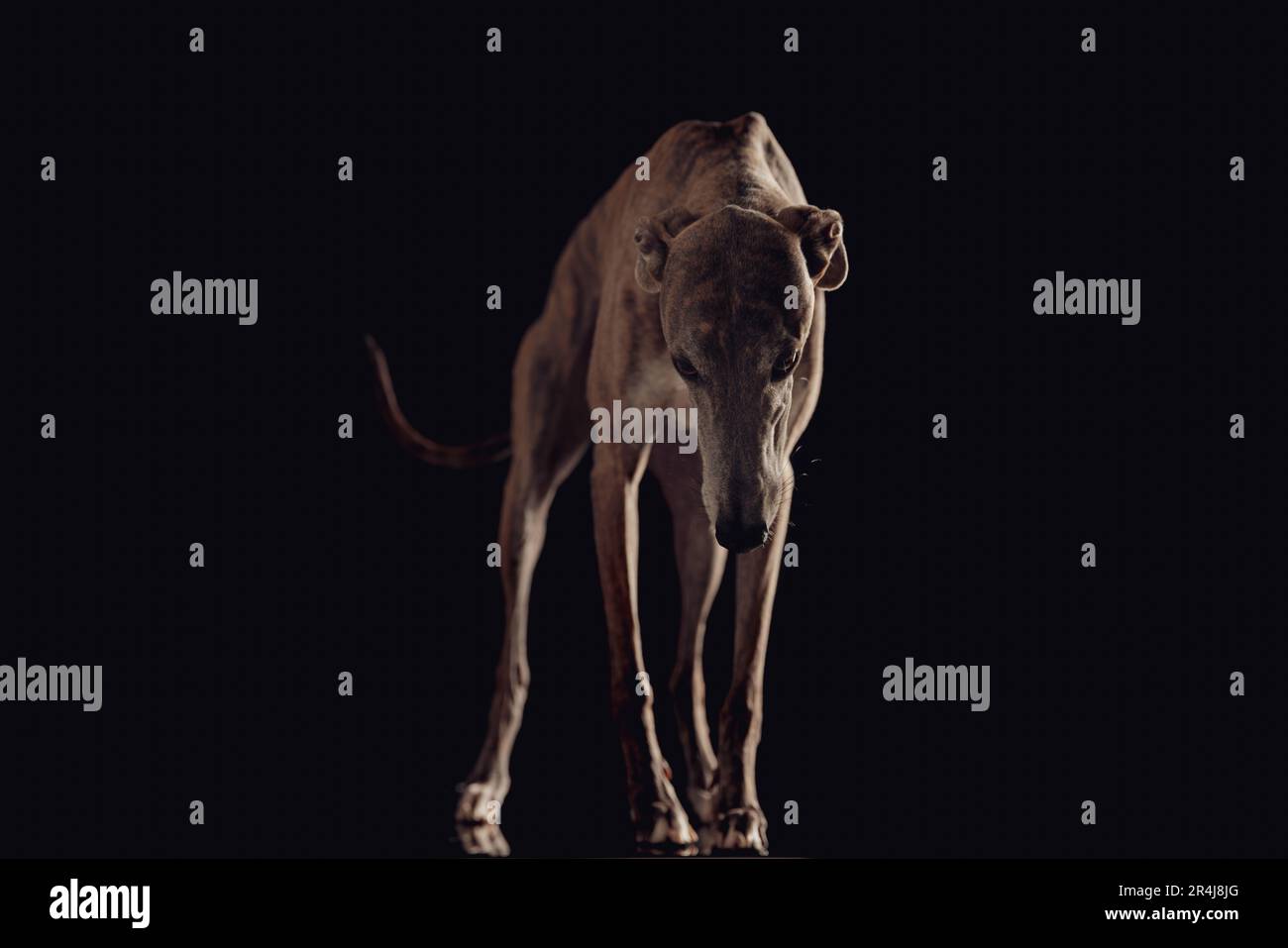 curious greyhound dog looking down on the floor, searching while ...