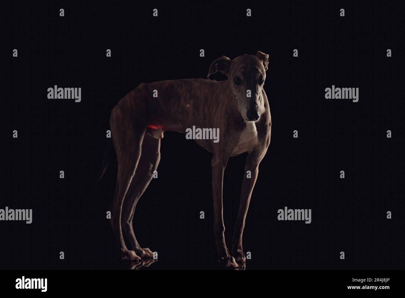 side view of skinny greyhound dog with long legs looking forward and ...