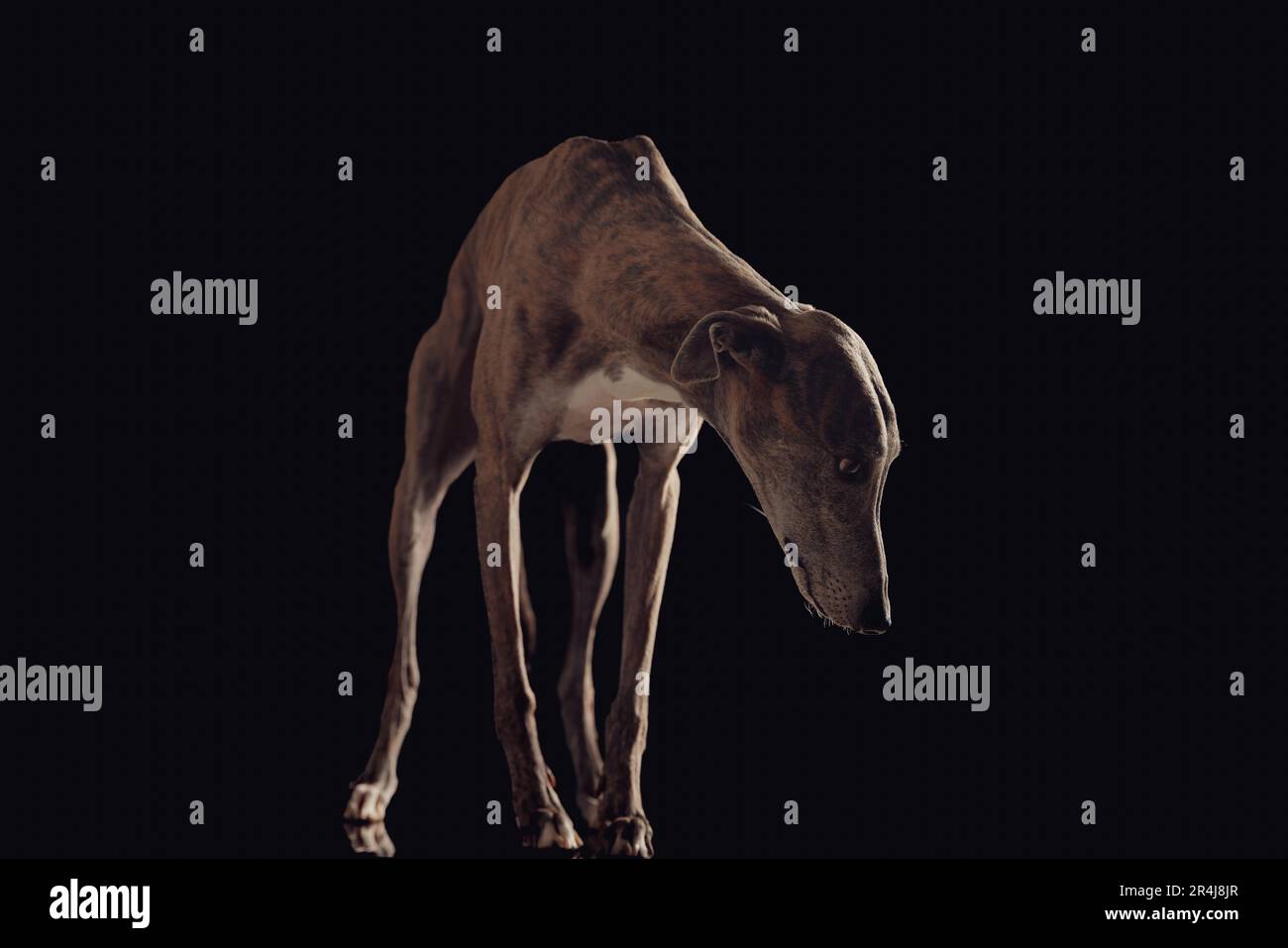 curious english hound dog with thin legs standing and looking down side ...