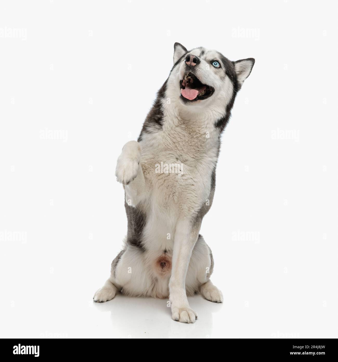 beautiful husky dog sticking out tongue, panting and looking up in a ...