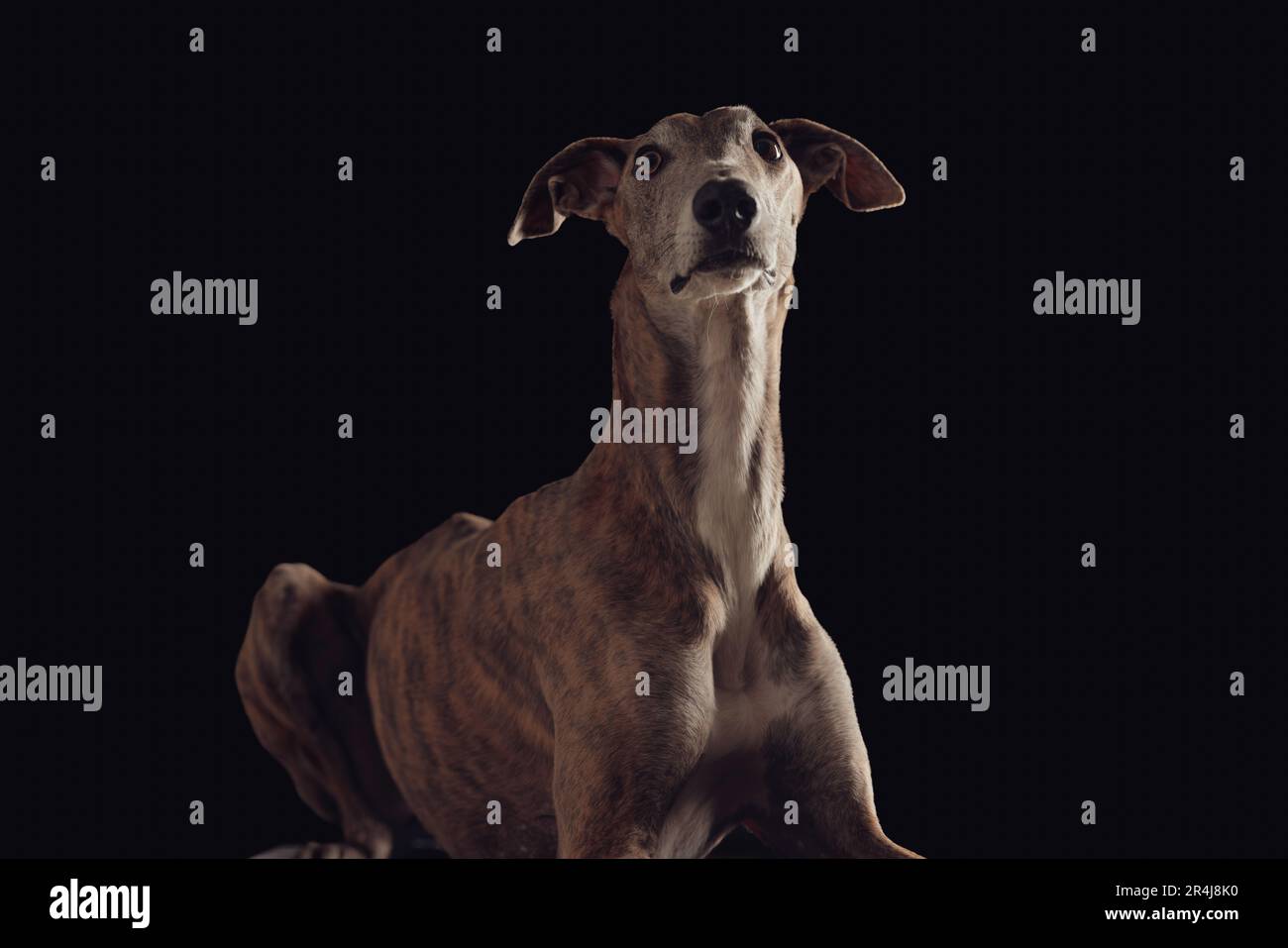 eager greyhound dog looking up, being curious while laying down in ...