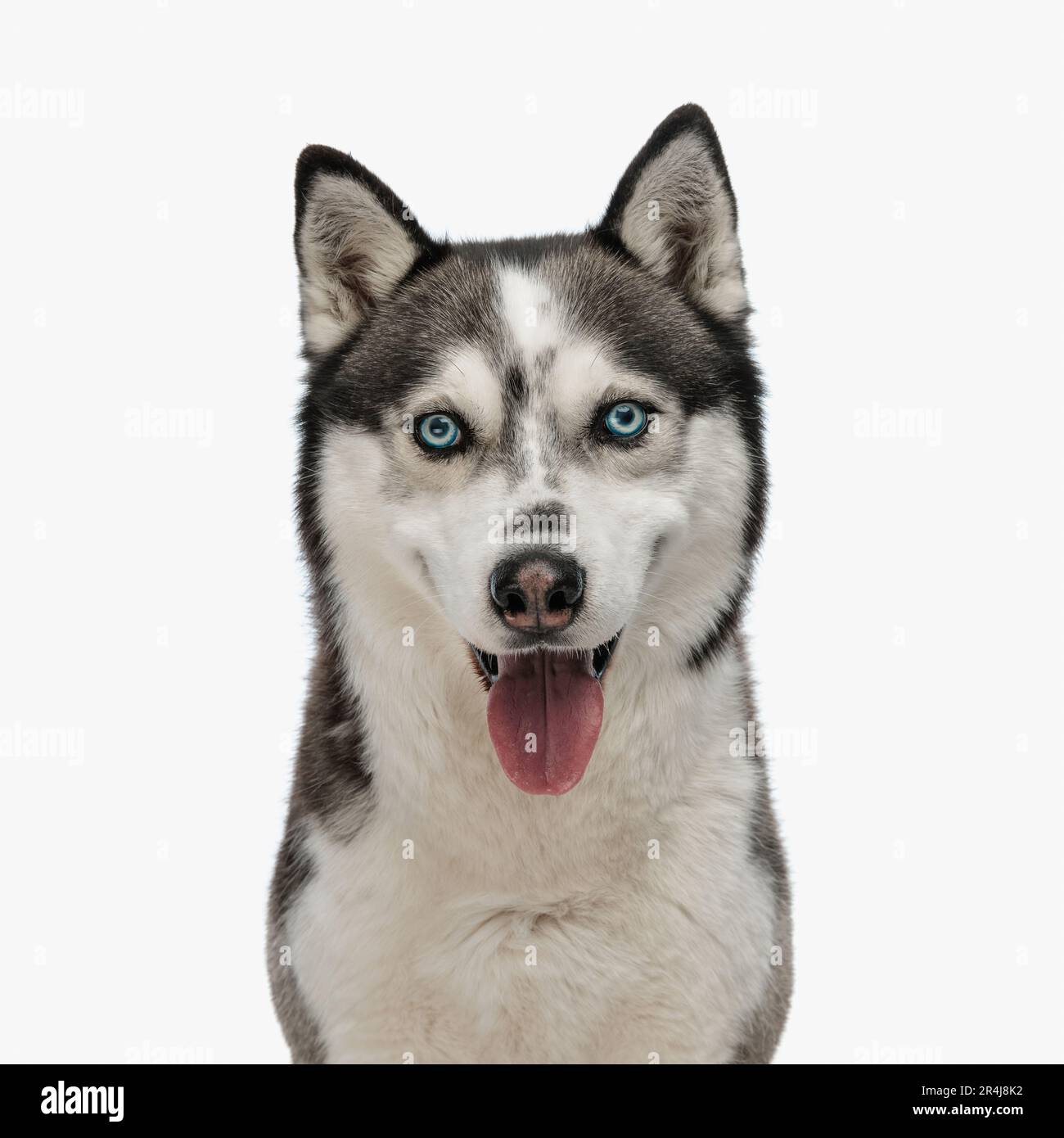 portrait of cute little husky puppy sticking out tongue and posing ...