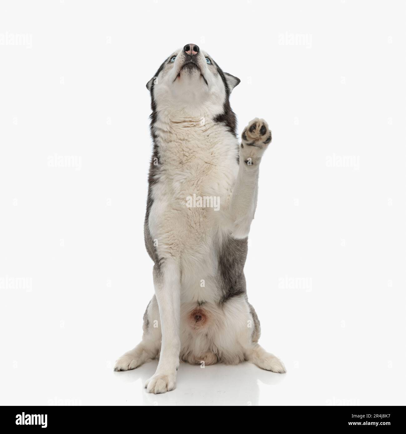 curious husky dog looking up and holding leg in the air while sitting ...