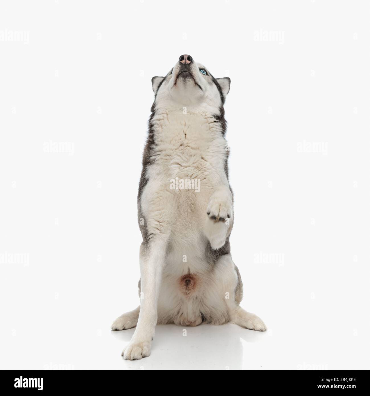 curious husky puppy sitting and looking up in front of white background ...