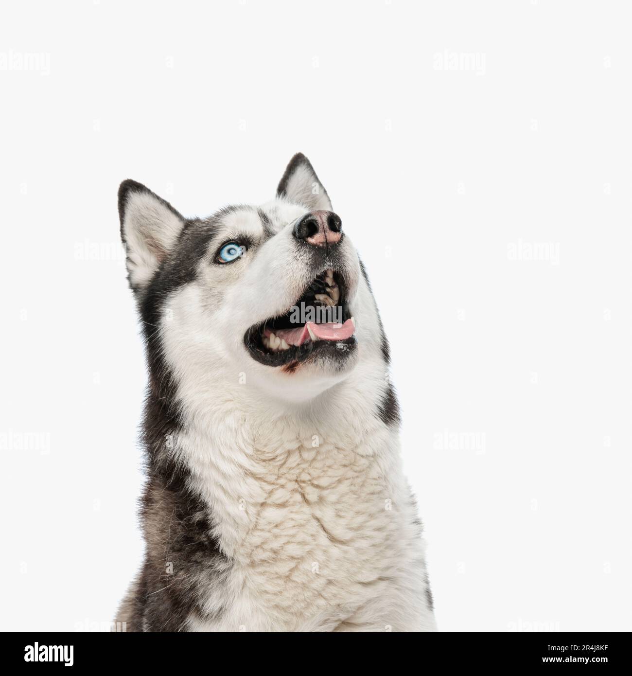 curious husky puppy looking up and sticking out tongue, panting and ...