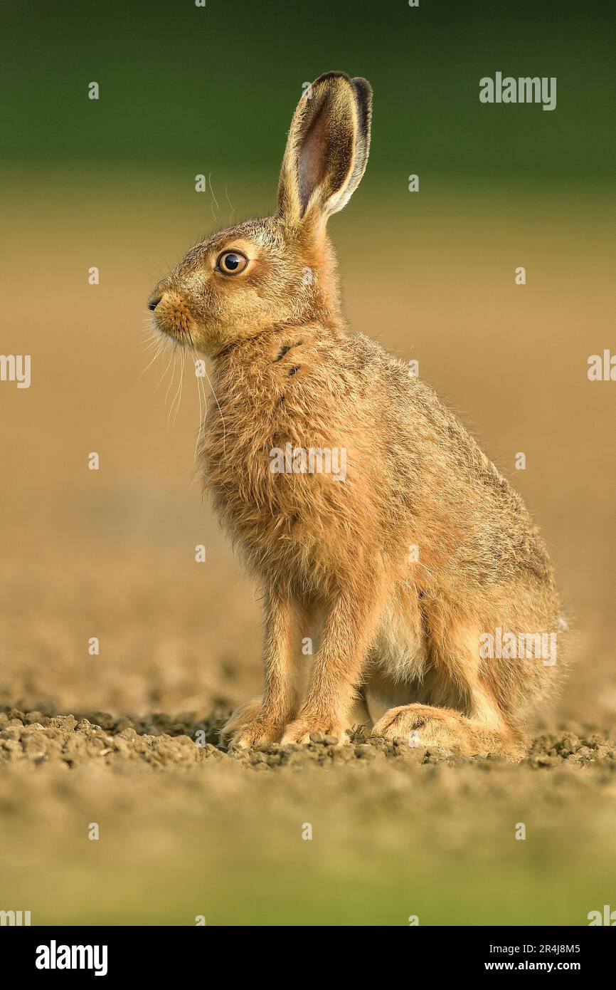 Juvenile hare hi-res stock photography and images - Alamy