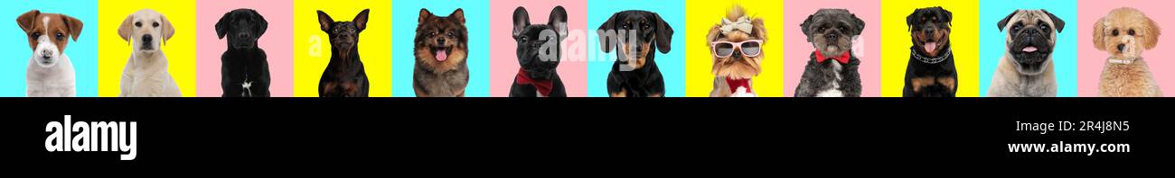 horizontal collage of adorable different types of dogs on colorful ...