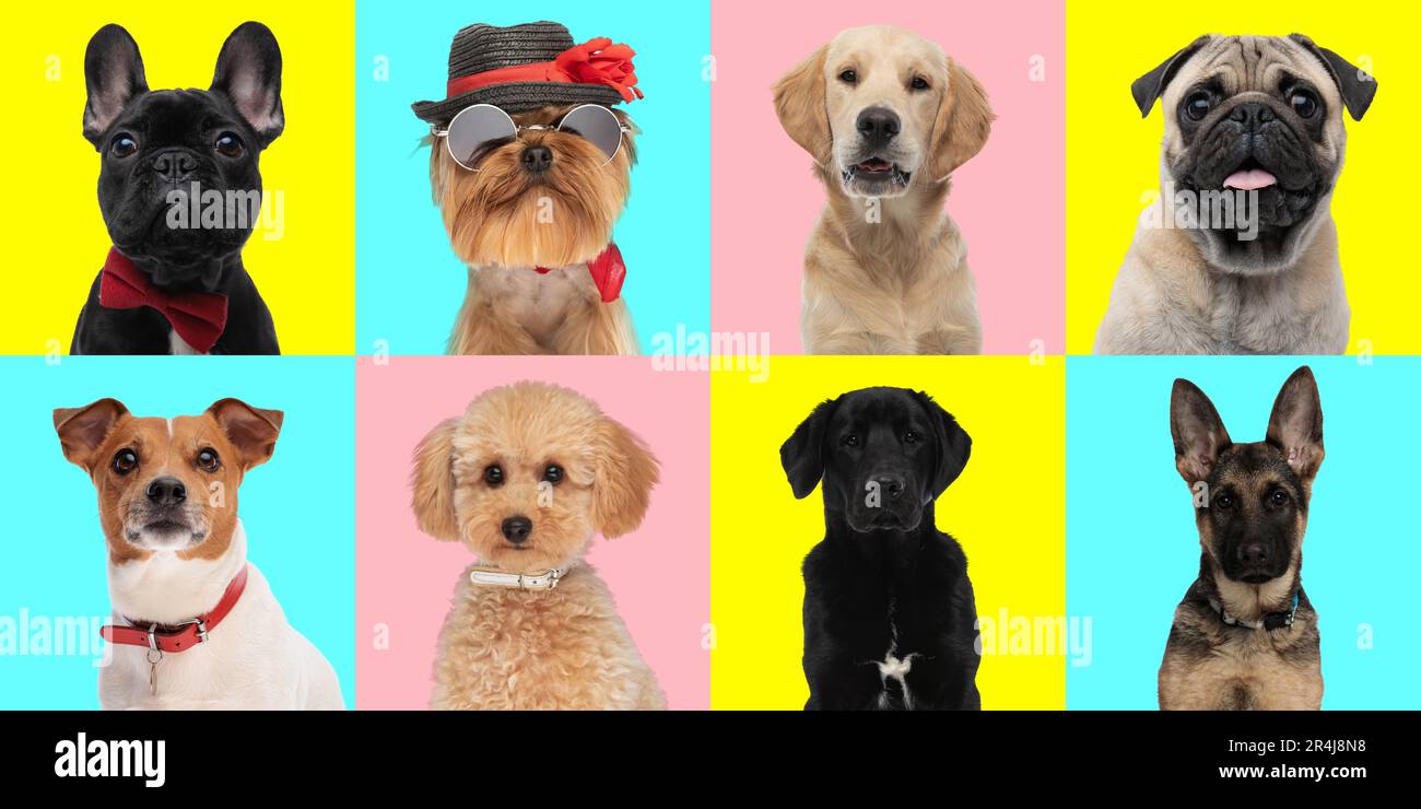 collage of different types of dog breeds in front of blue, pink and ...