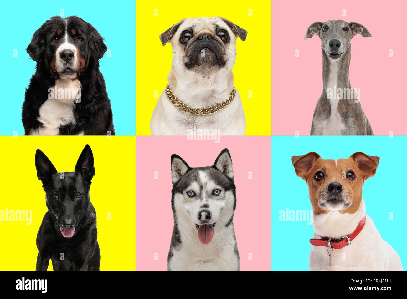 cute collage of photos with different types of dog breeds on blue ...
