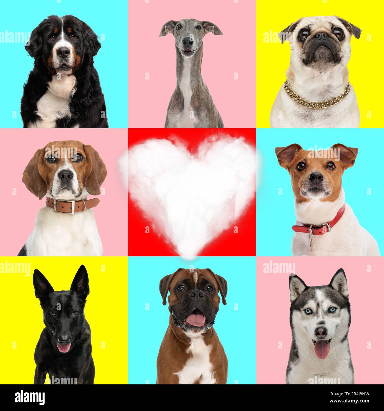love collage of different types of dog breeds with a heart in the ...