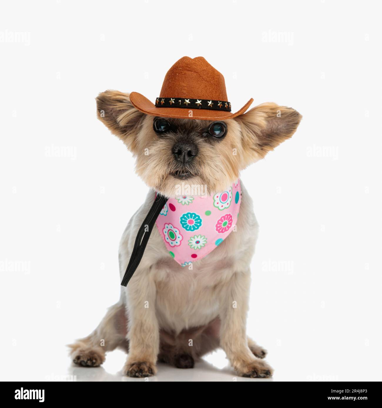 adorable little yorkie with cowboy hat and bandana sitting and looking ...
