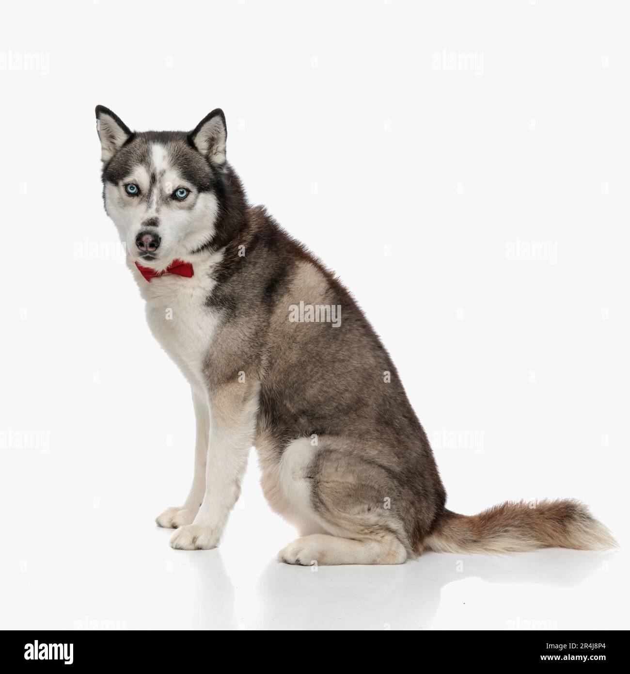side view of elegant husky dog wearing red bowtie sitting and looking ...