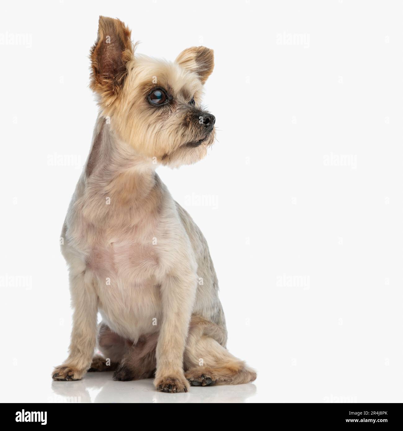 curious yorkie puppy sitting and looking to side in front of white ...
