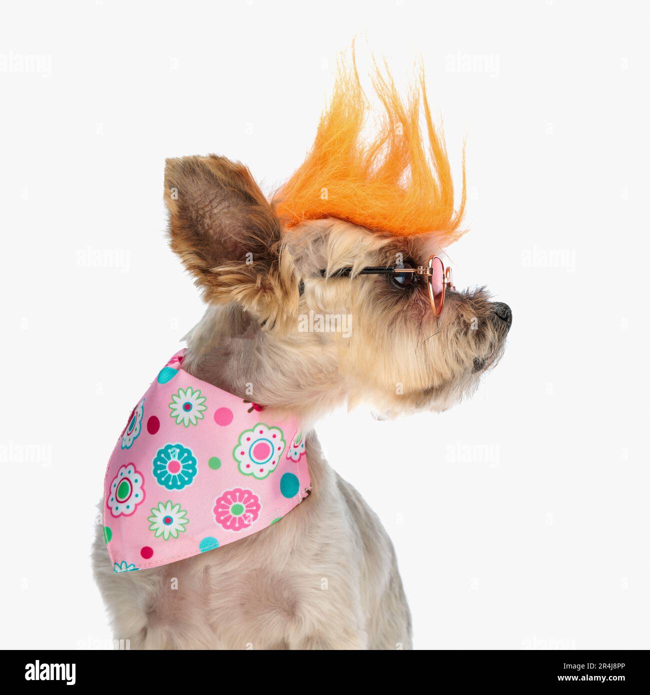portrait of funny yorkie puppy with punk wig and sunglasses looking to ...