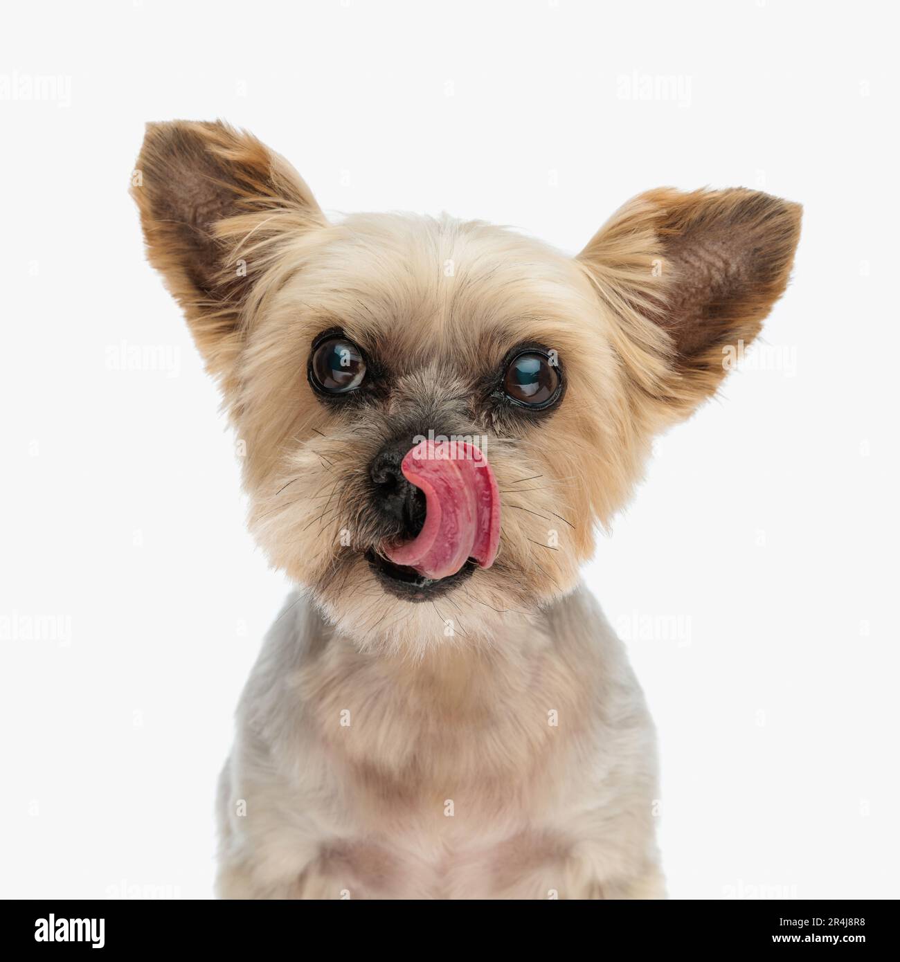 cute yorkshire terrier puppy looking away and licking nose while ...