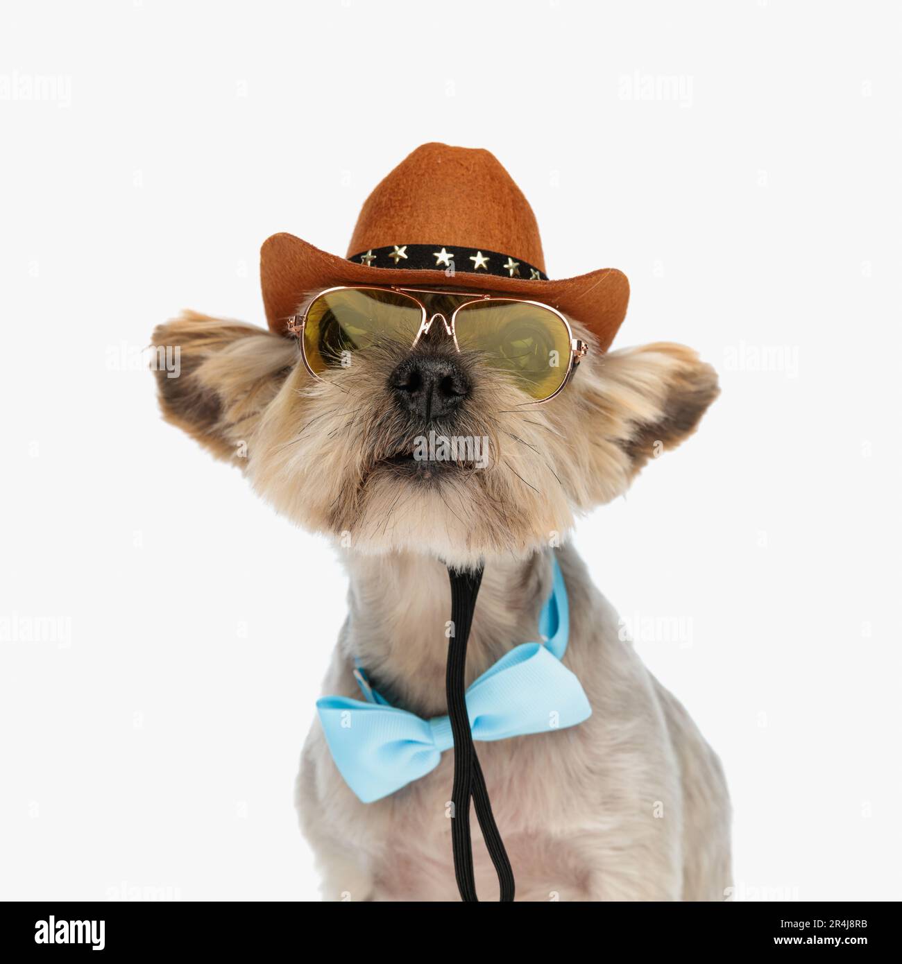 curious little yorkie dog wearing cowboy hat, sunglasses and bowtie ...