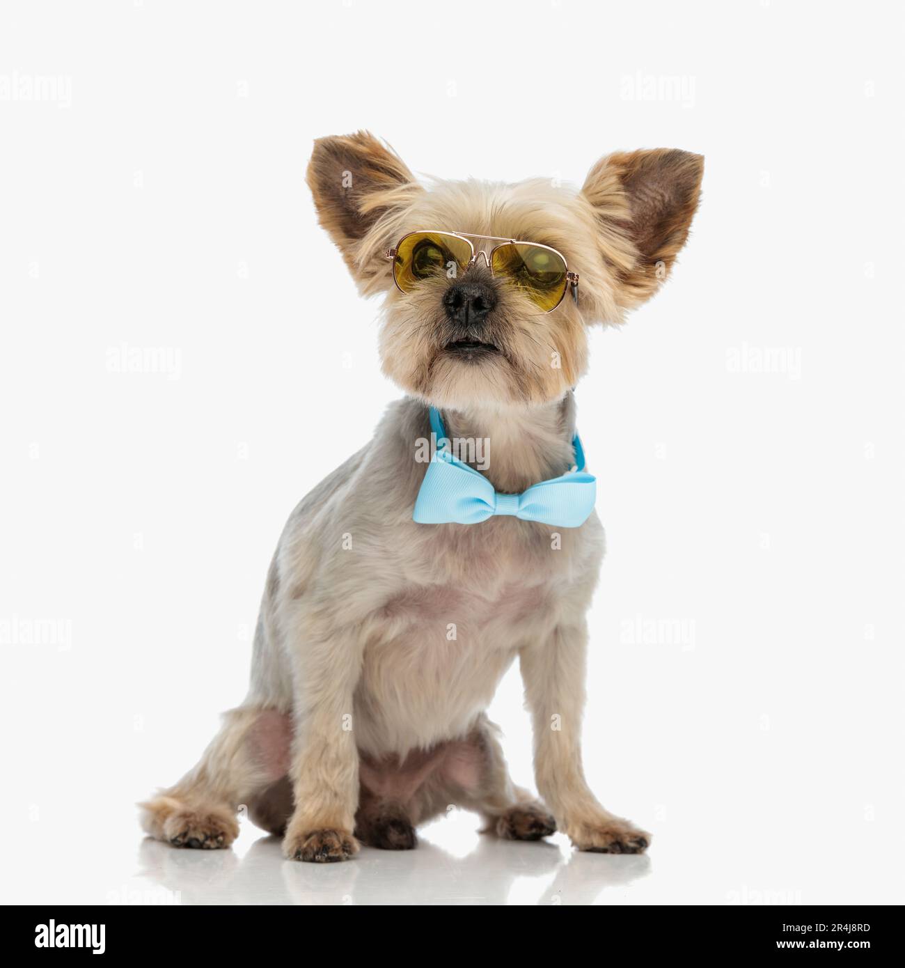 cute yorkie dog with sunglasses and bowtie looking away and sitting in ...
