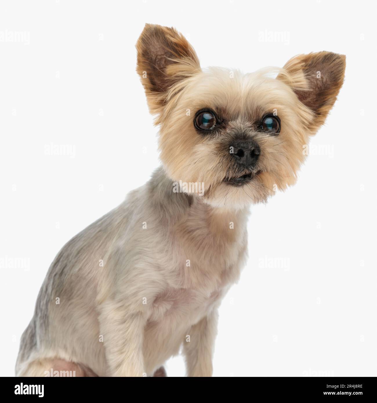 side view of adorable little yorkshire terrier puppy looking forward ...