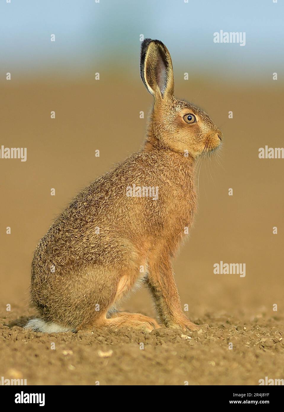 Juvenile hare hi-res stock photography and images - Alamy
