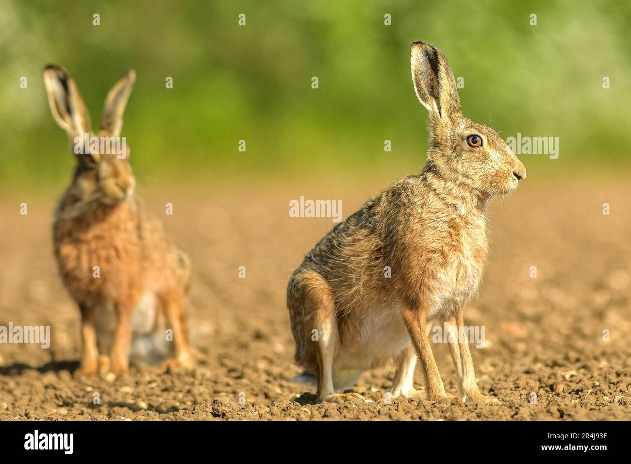 Hare hares hi-res stock photography and images - Alamy