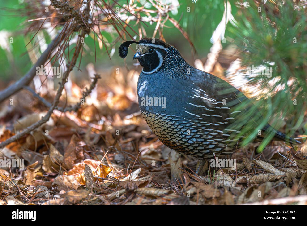 Adult Male California Quail (Callipepla californica Stock Photo - Alamy
