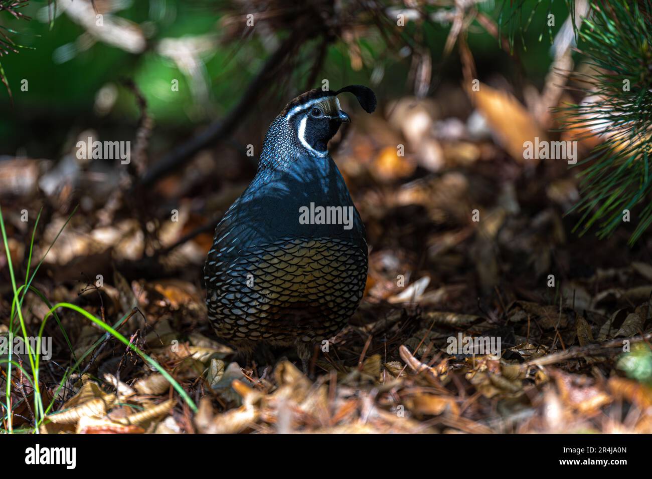 Adult Male California Quail (Callipepla californica Stock Photo - Alamy