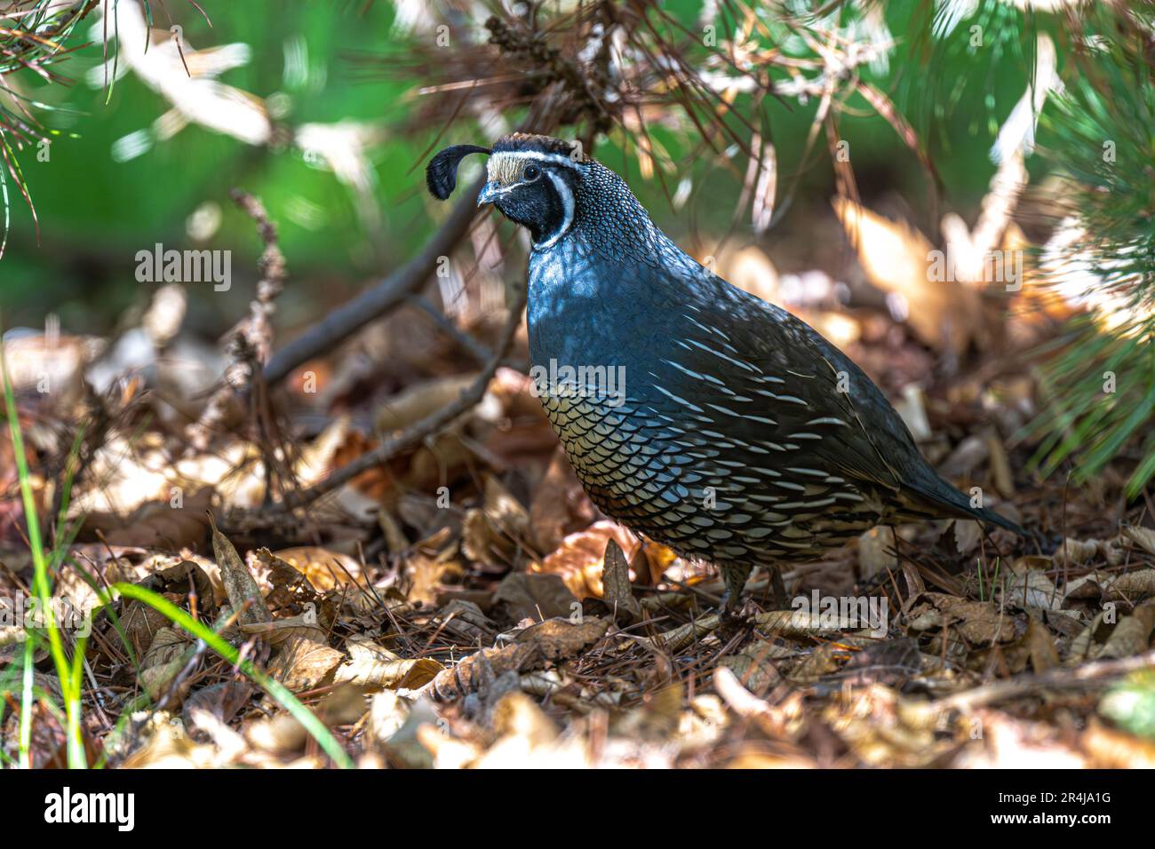 Adult Male California Quail (Callipepla californica Stock Photo - Alamy