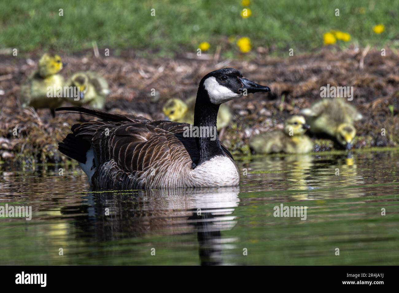 Canada Goose (Branta canadensis) with Fledglings Stock Photo - Alamy