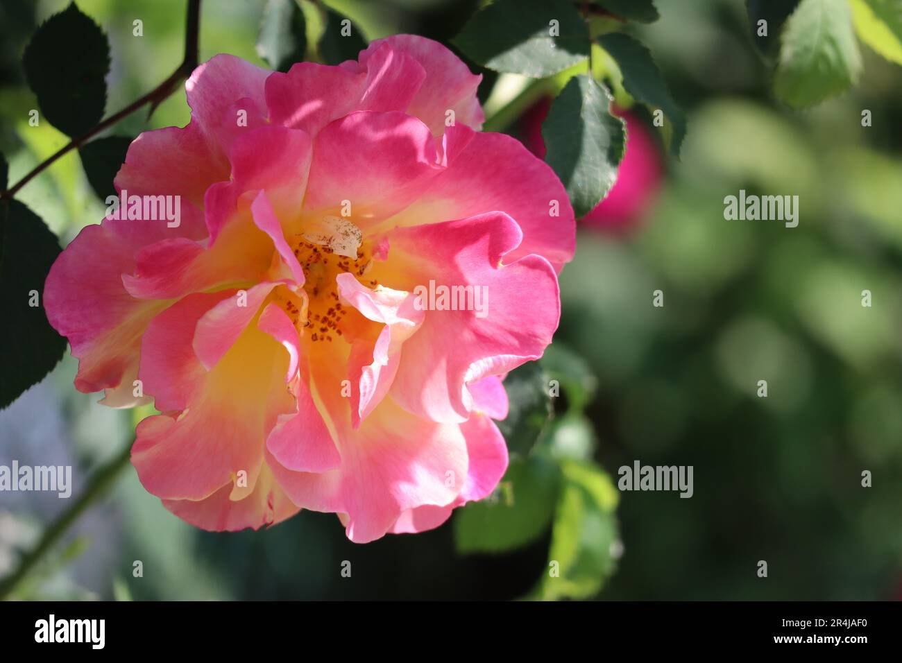 Rose in the morning hi-res stock photography and images - Alamy