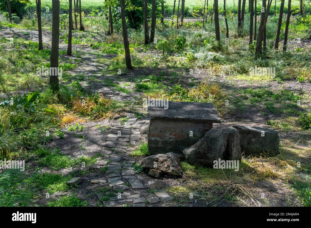 Concrete table and path in the forest Stock Photo - Alamy