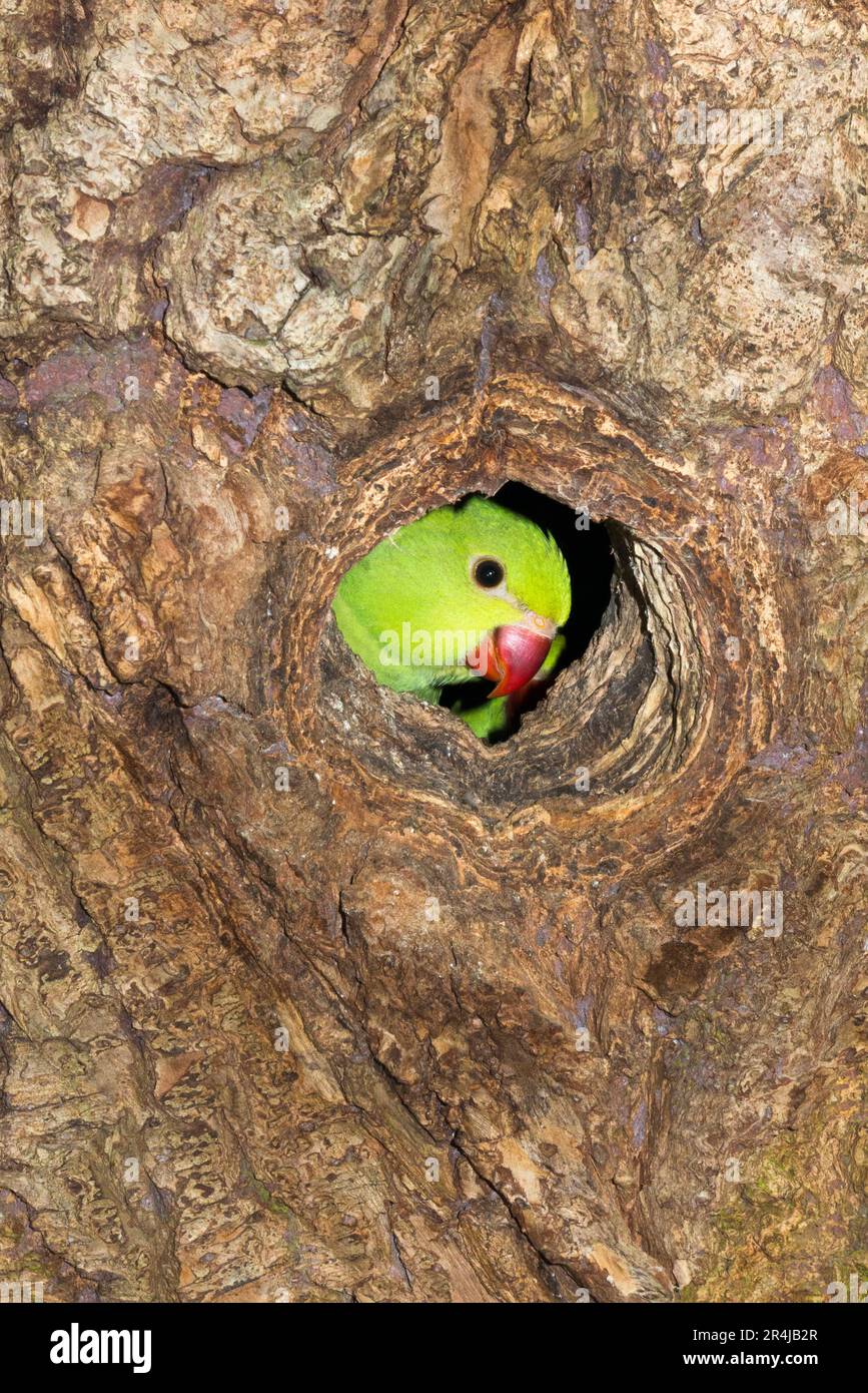 Ringtail parakeet in roost / nest in nesting season during the ...