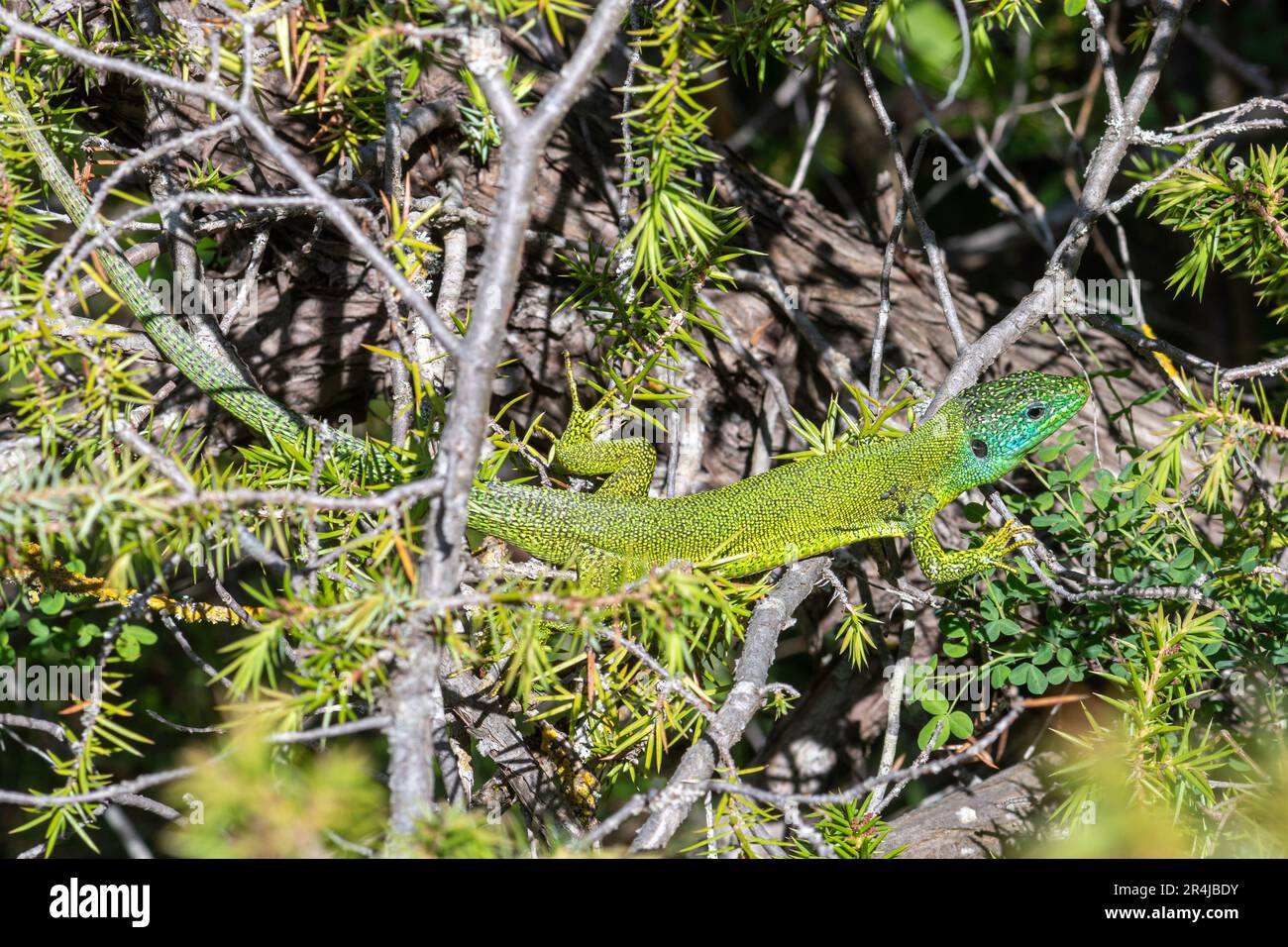 Western Green Lizard (Lacerta bilineata) basking in a juniper tree ...