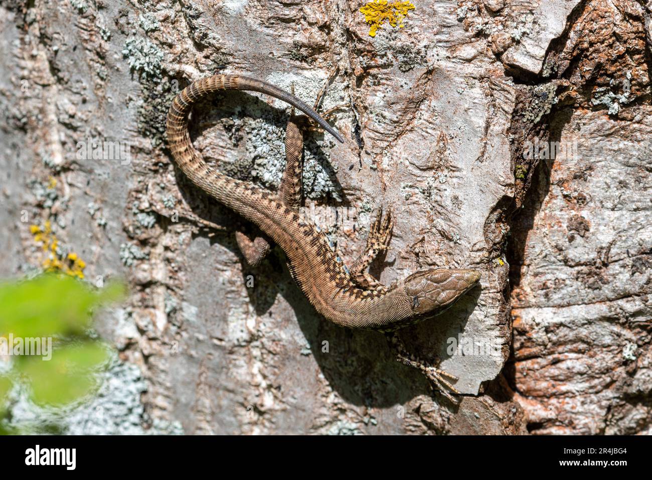 Common wall lizard (Podarcis muralis) basking on a tree trunk in ...