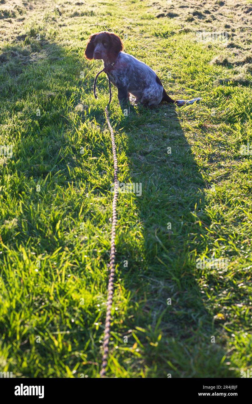 A young chocolate roan cocker spaniel puppy at sunrise in a field in ...