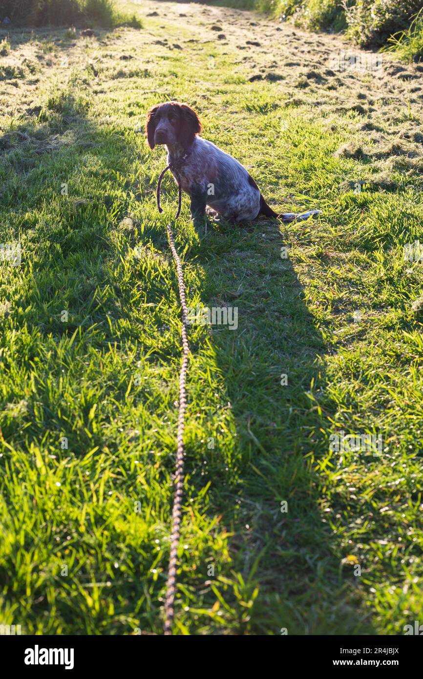 A young chocolate roan cocker spaniel puppy at sunrise in a field in ...