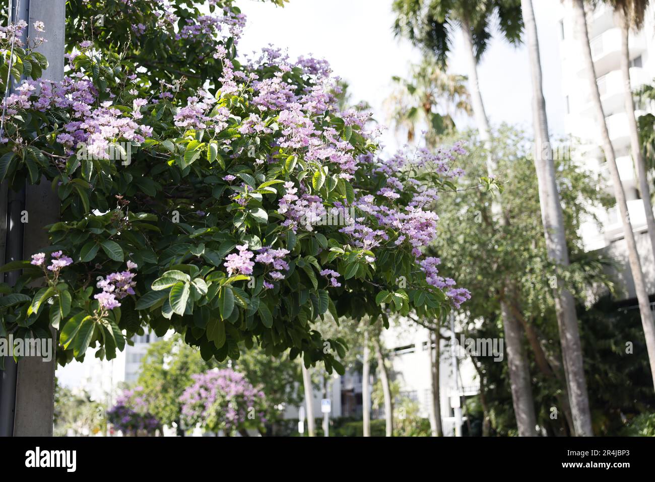 Lagerstroemia speciosa gorgeous purple flowering tree in south Florida ...