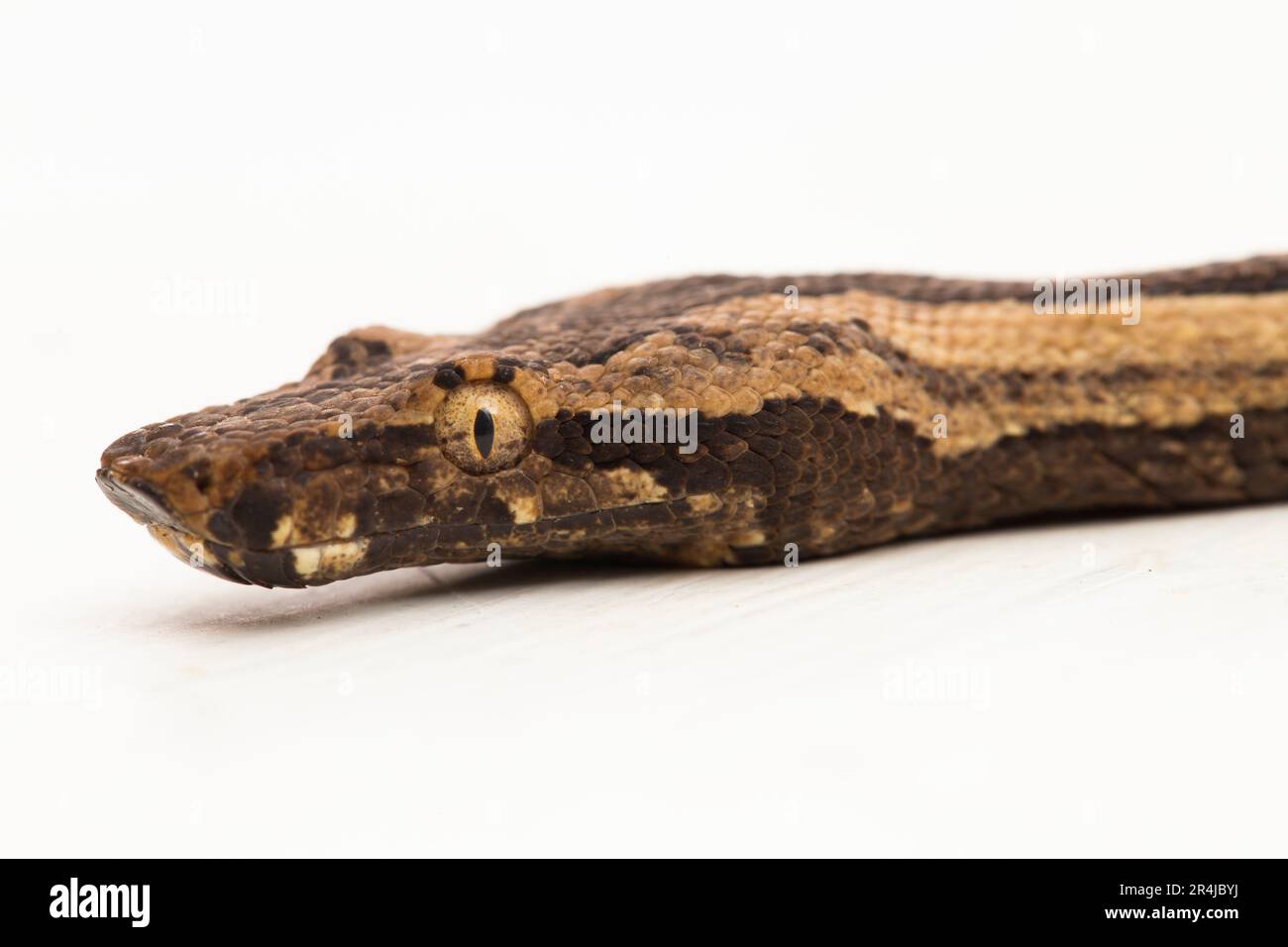 the Indonesian tree boa Candoia carinata or Pacific ground boa snake ...