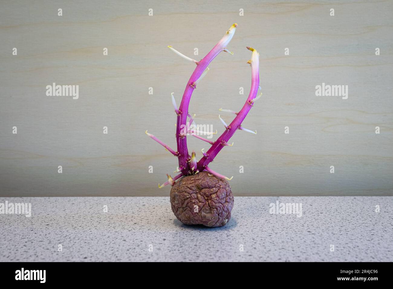 Shrunken potato with root shoots, used for biology class Stock Photo ...