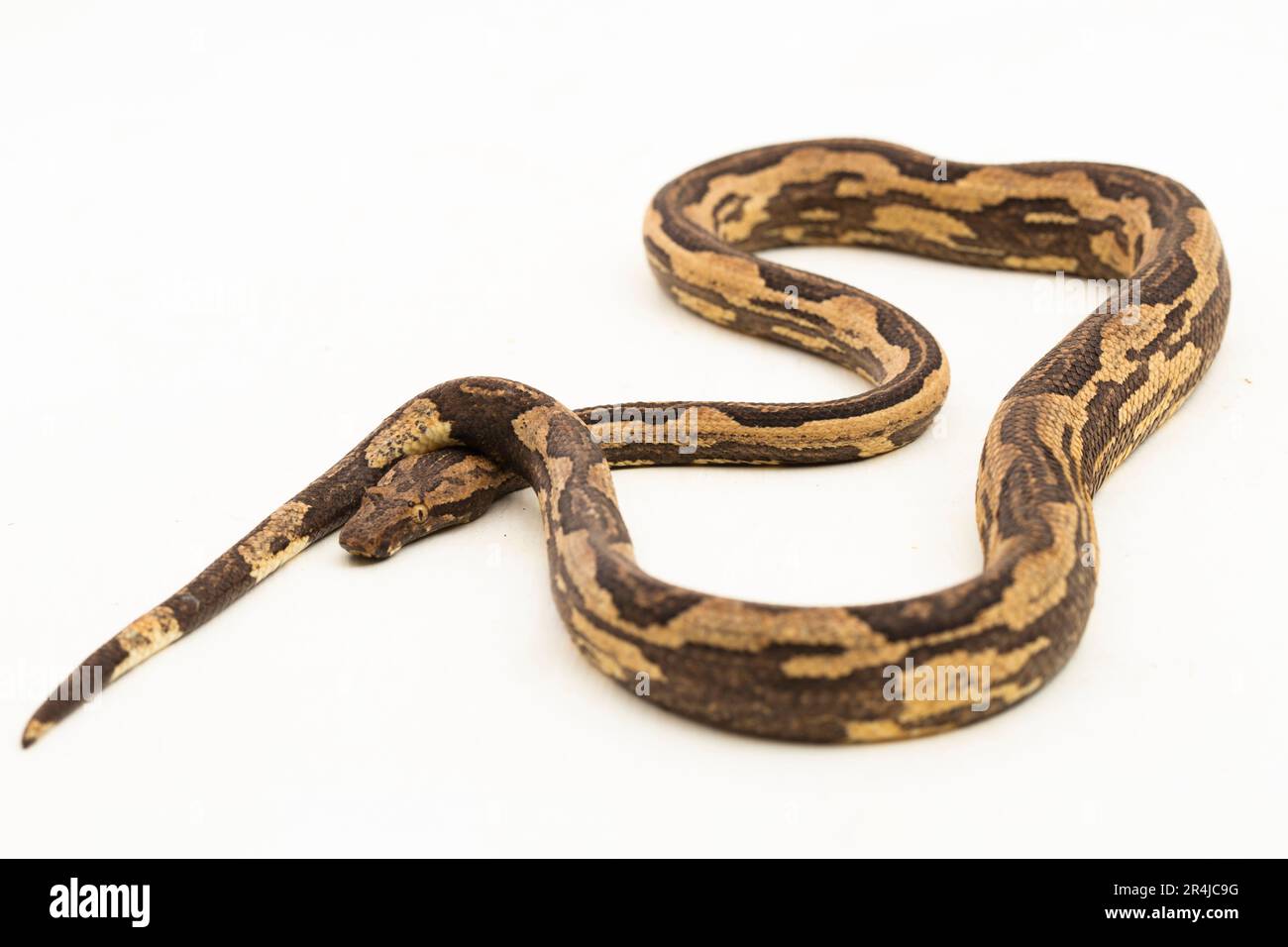 the Indonesian tree boa Candoia carinata or Pacific ground boa snake ...