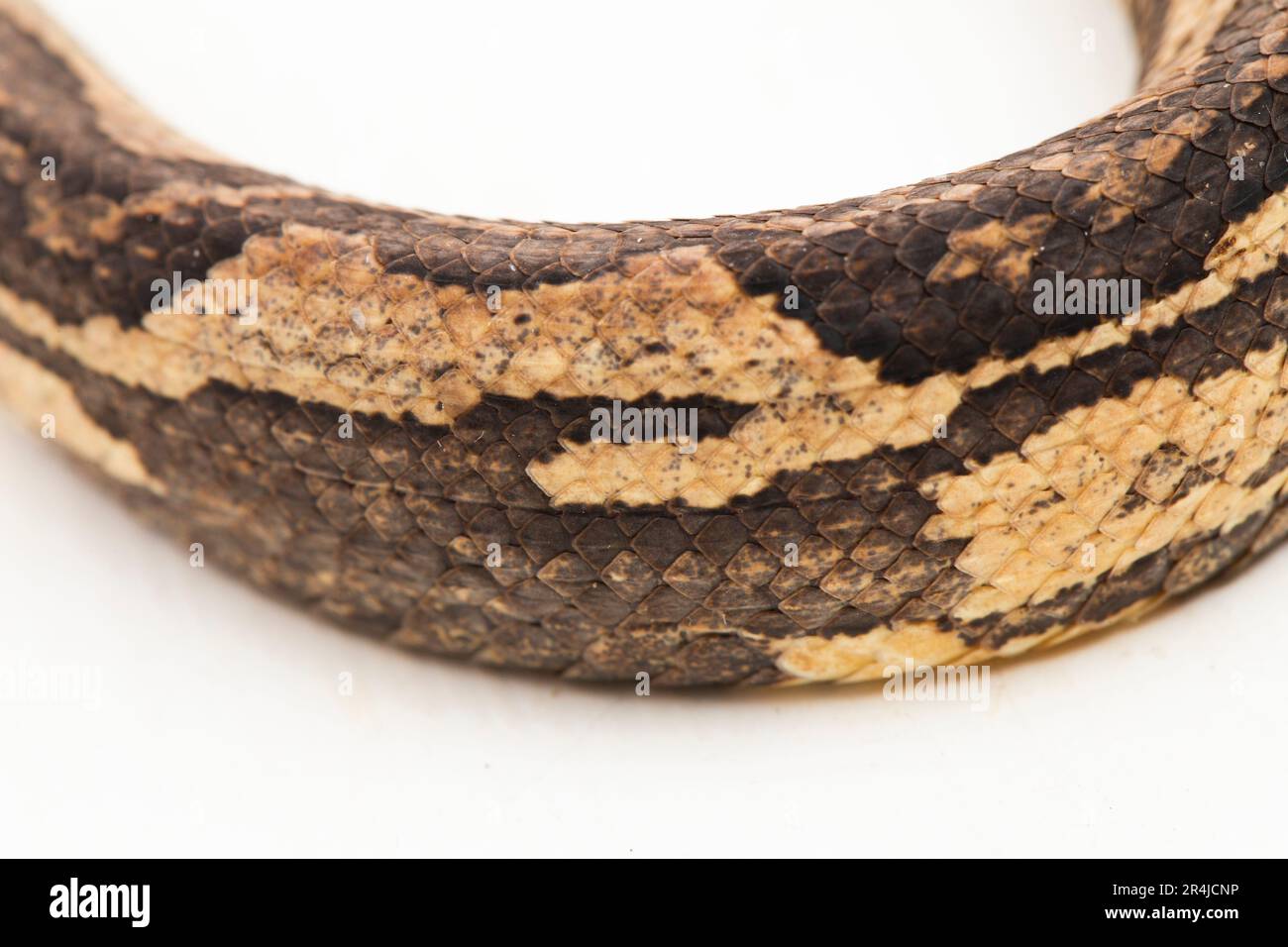 the Indonesian tree boa Candoia carinata or Pacific ground boa snake ...